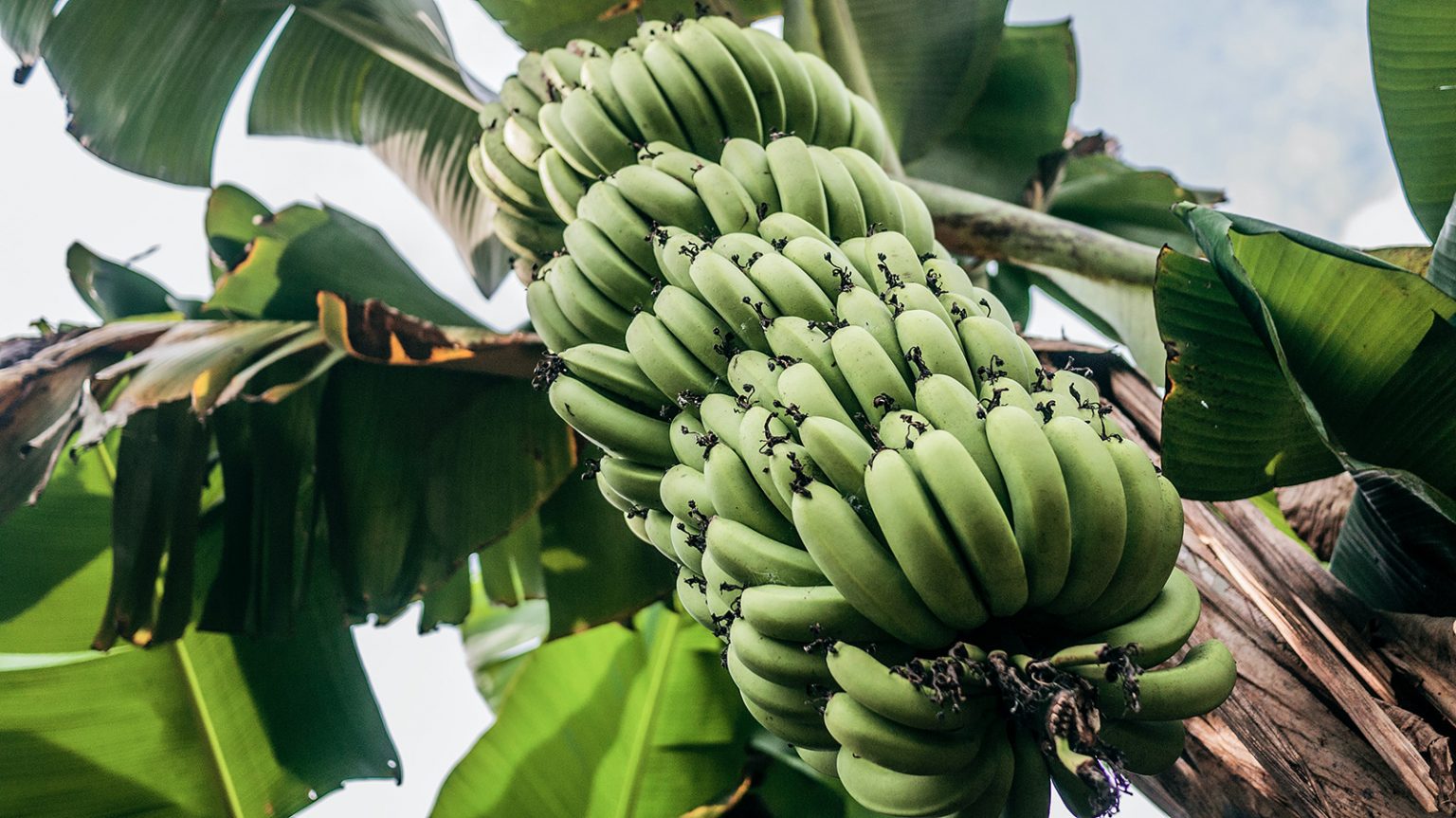PRIMEUR: DE EERSTE NEDER BANANEN GROEIEN IN EDE - Neder Banaan